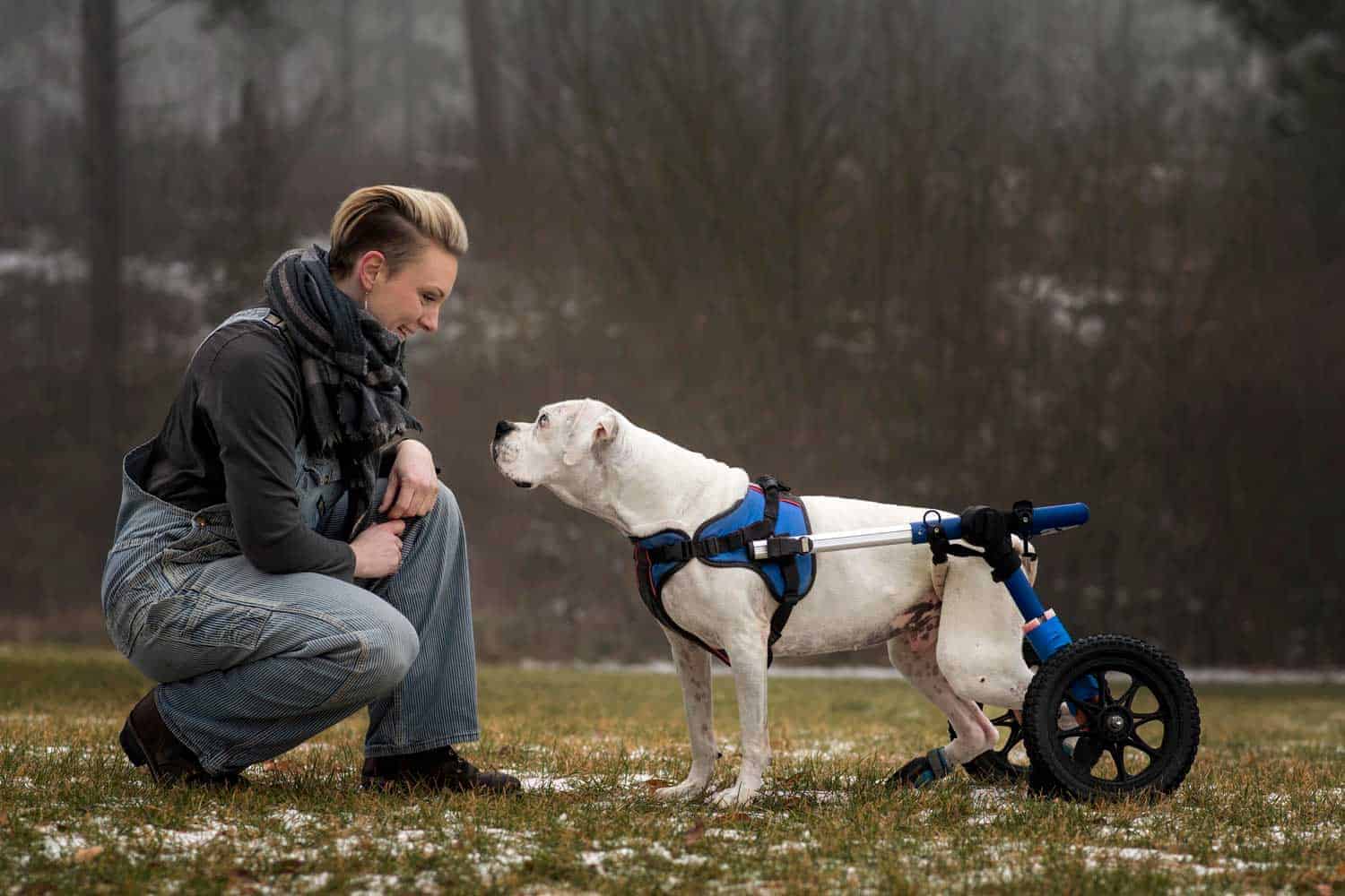 How 1 Spokane dog trainer teaches you to speak 'dog'