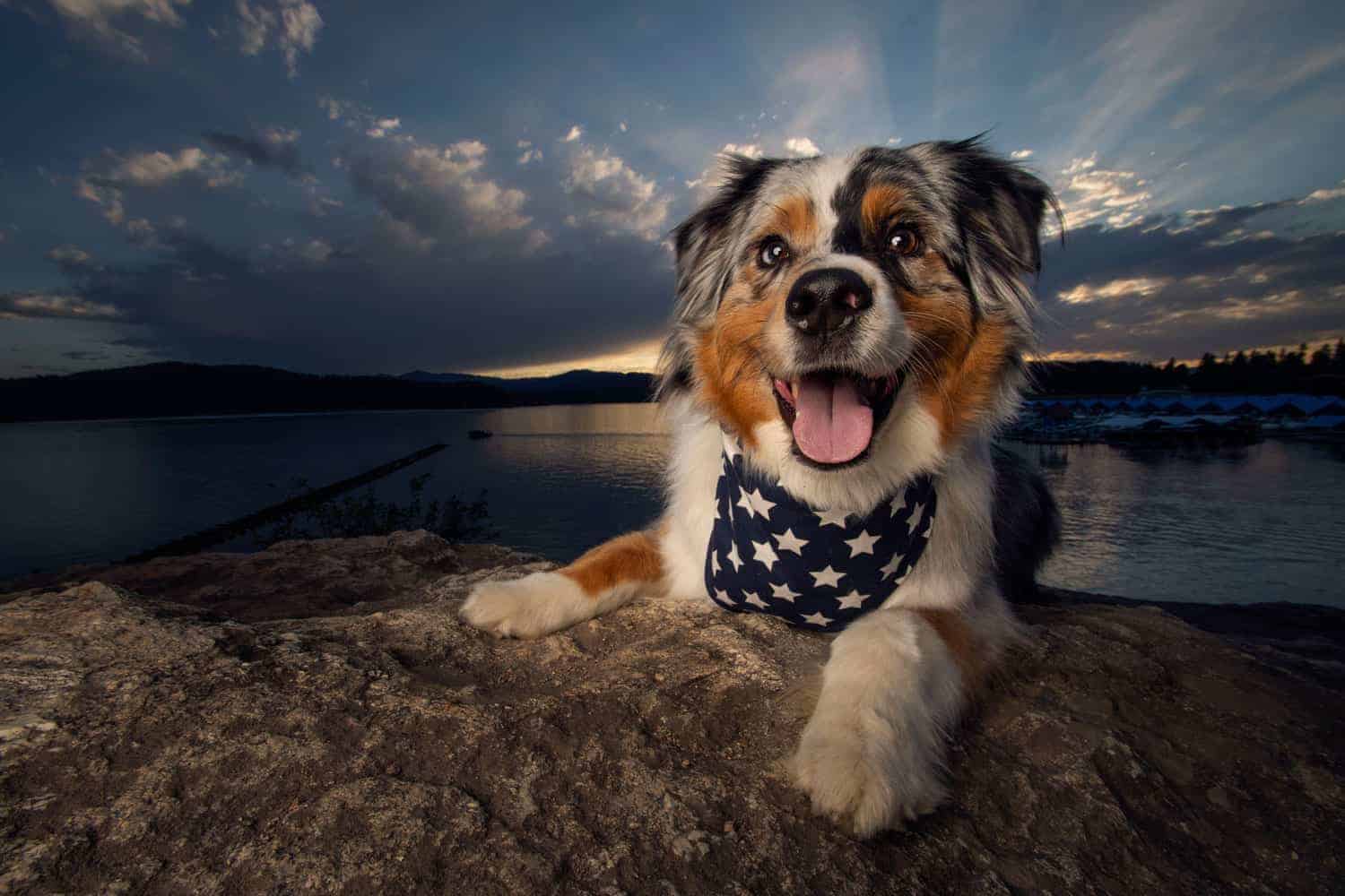 5 ways I get your adventure dog to look at my camera