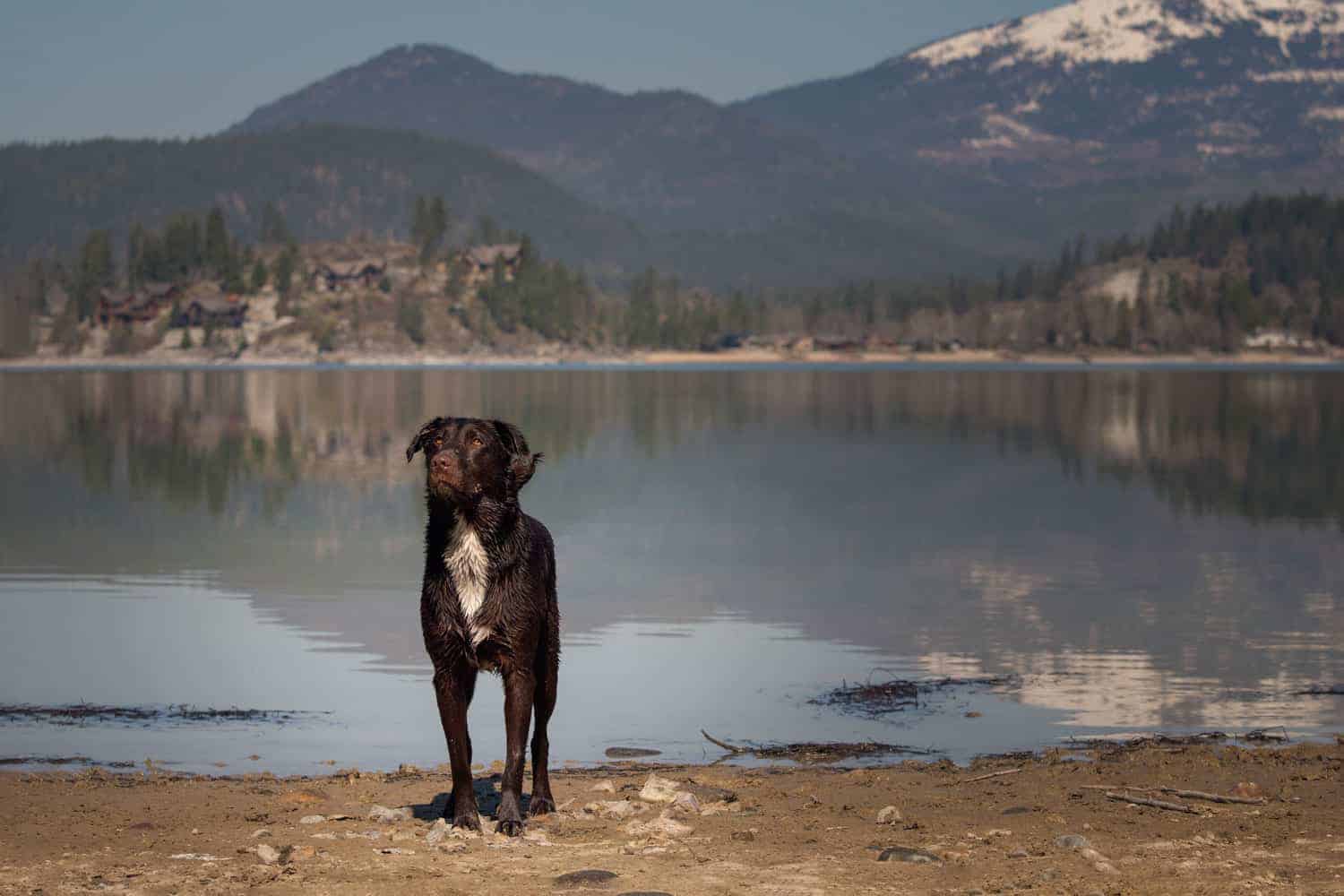 Dogs in Spokane: Step 1 on your path to bold, unique portraits