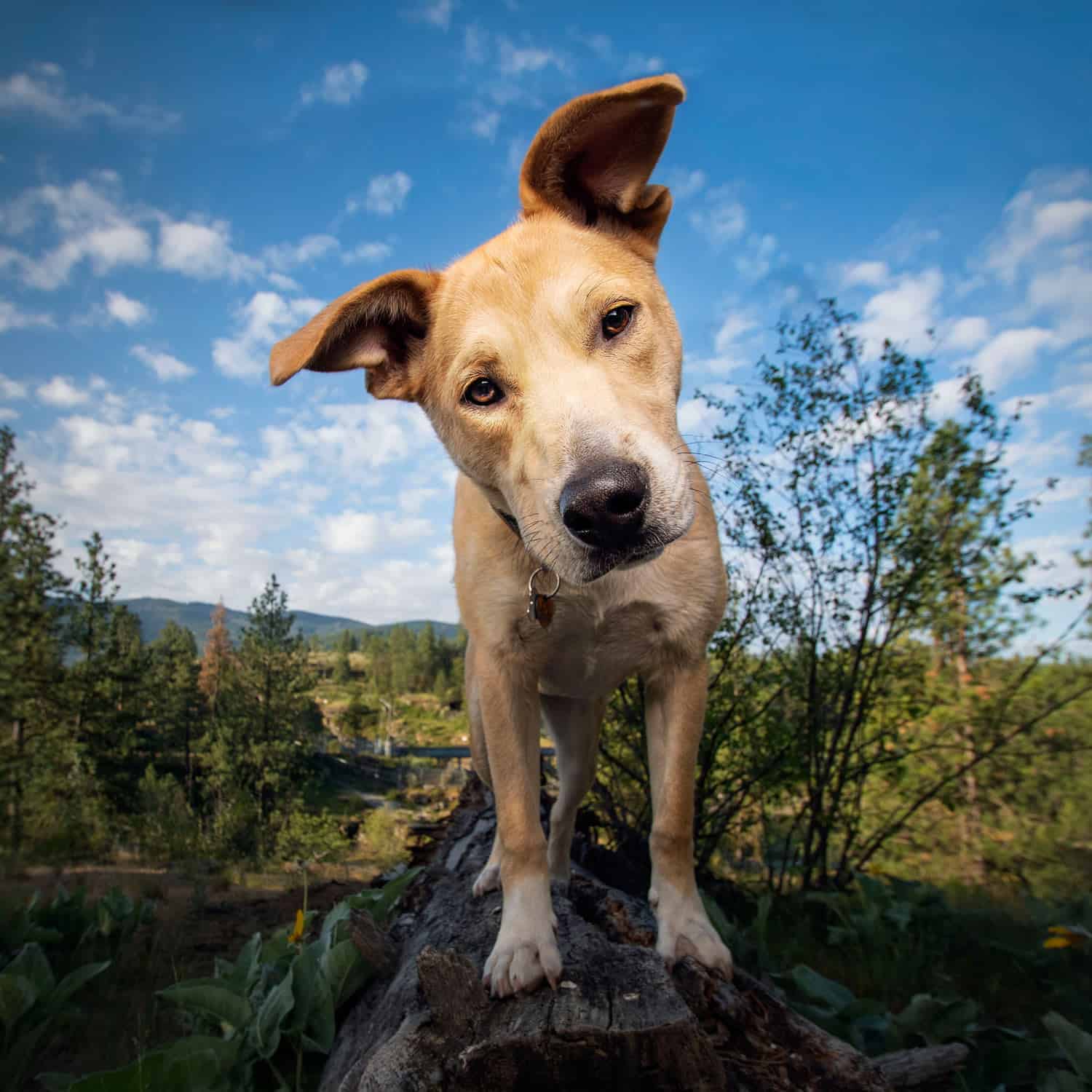 Sessions | Big White Dog Photography