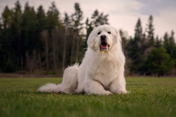 Big White Dog Photography | Spokane, WA, and North Idaho