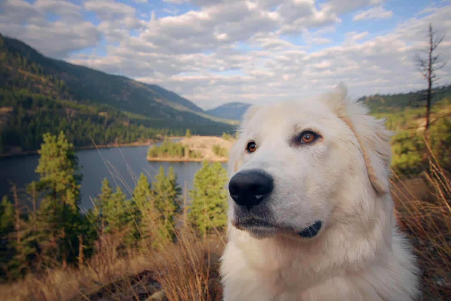 Soul Dog: Maremma sheepdogs bark a lot ... like, a lot