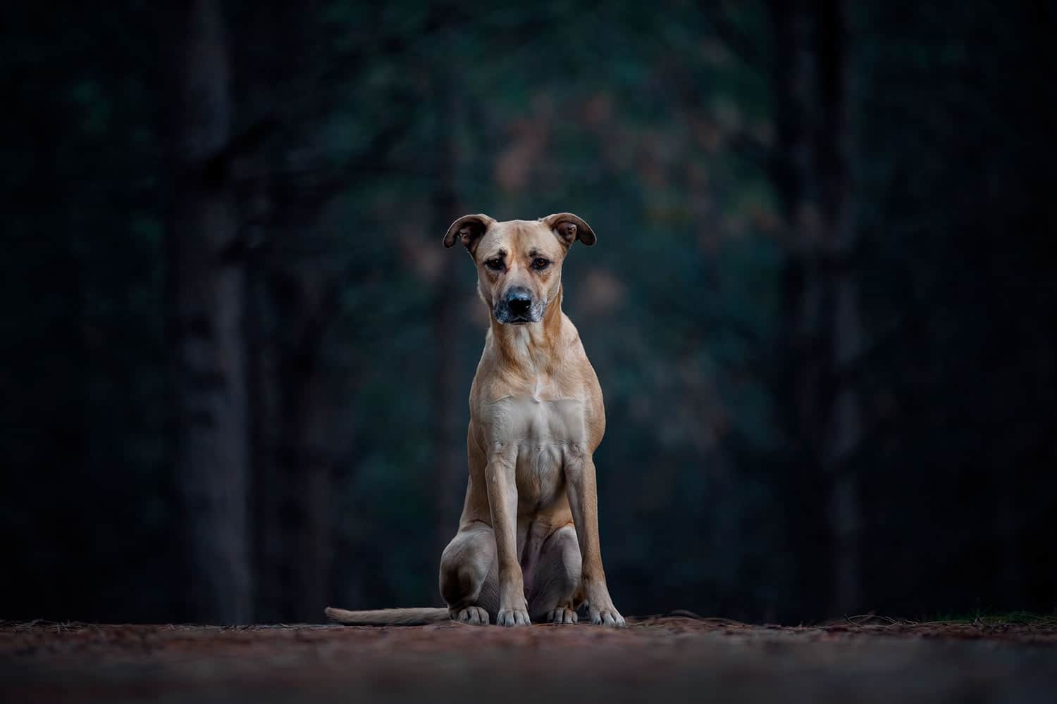 Locations: My 5 favorite parks in Spokane for dog photos