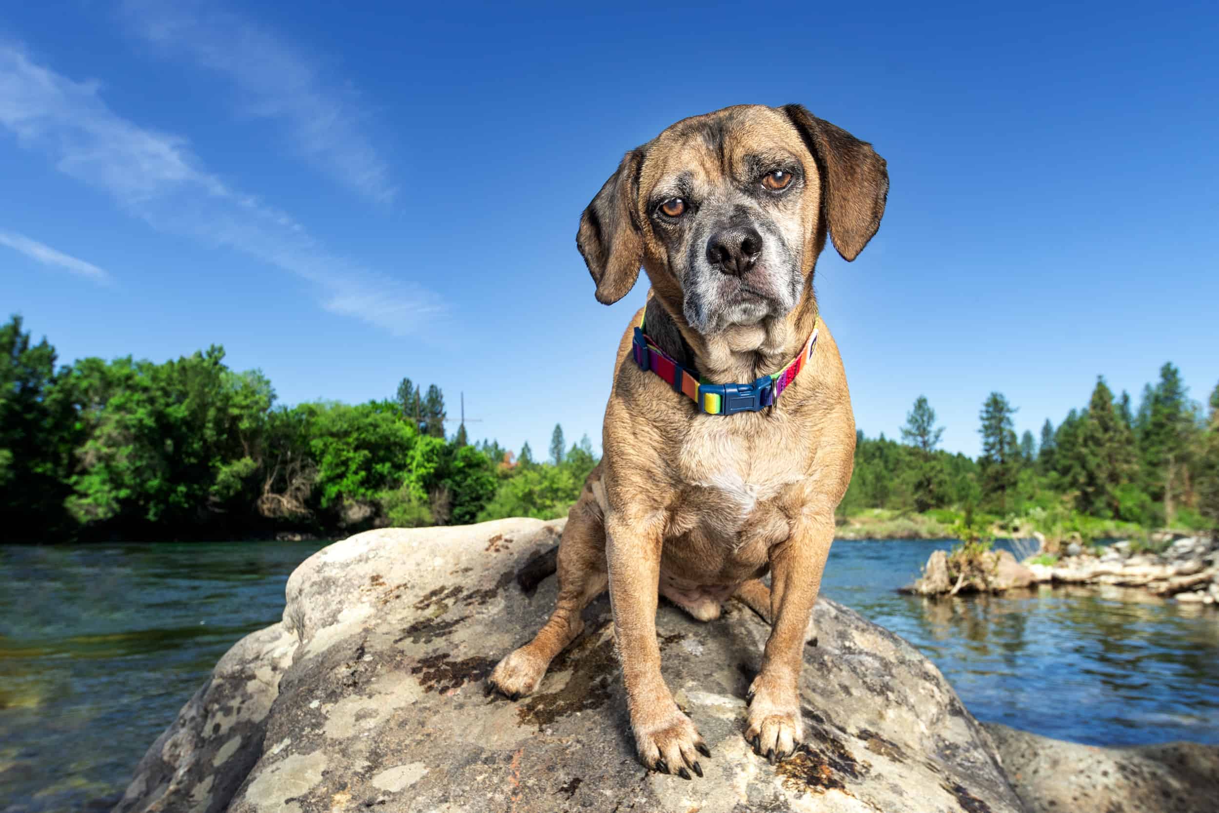 End of life pet photography and managing grief | Big White Dog Photography