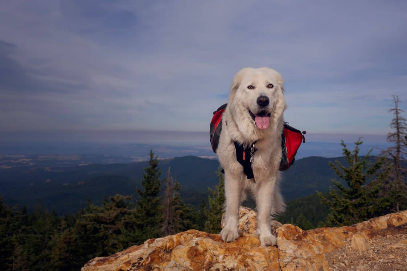 7 reasons why women and dogs are the best adventure buddies
