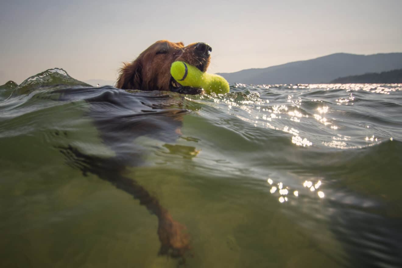 Where to get epic portraits of dogs playing in the water