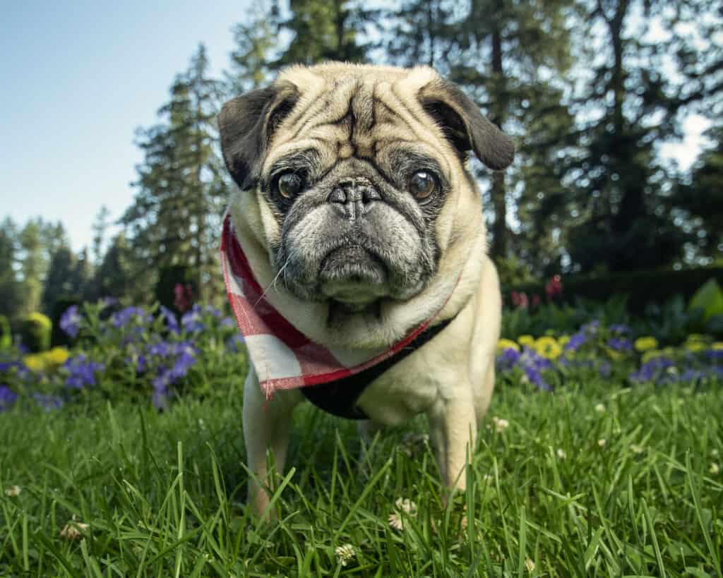 Big White Dog Photography | Spokane, WA, and North Idaho