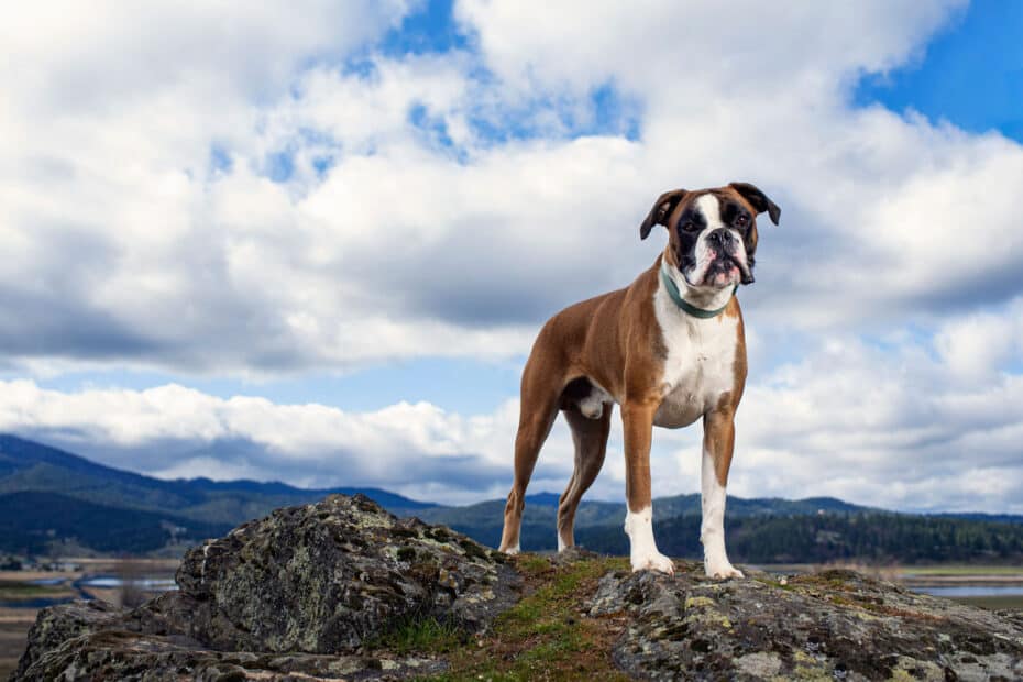 Big White Dog Photography | Spokane, WA, and North Idaho