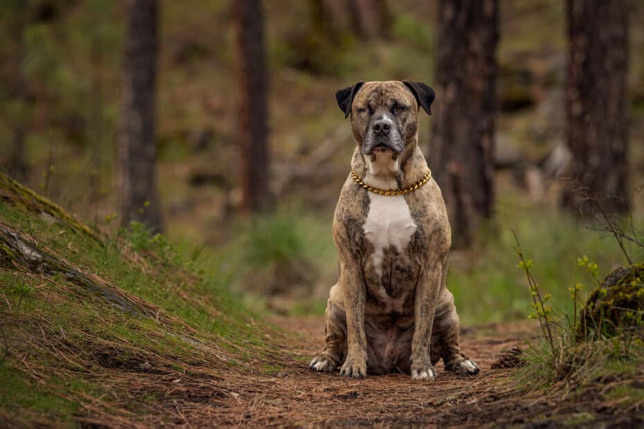 Big White Dog Photography | Kickass art of your dog's adventures