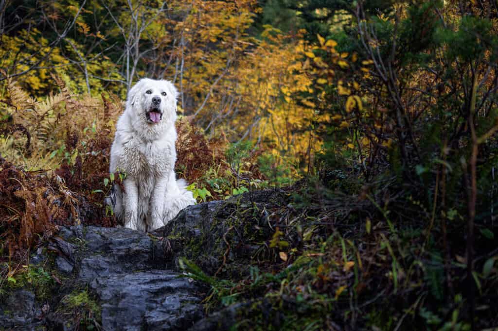 Soul Dog: The secret to training recall with a Maremma sheepdog