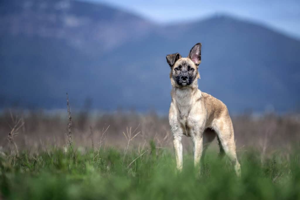 Big White Dog Photography | Spokane, WA, and North Idaho